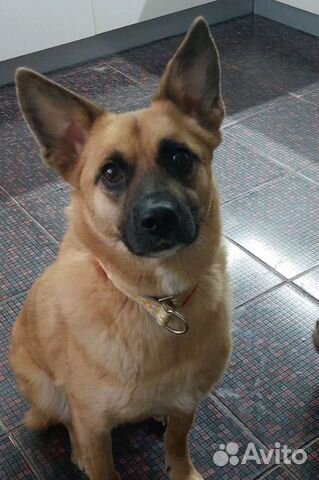 Собаки бесплатно в добрые руки