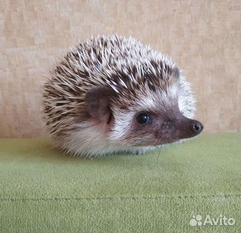 Ежик африканский карликовый