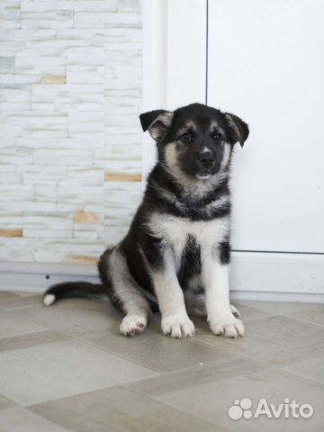 Щенки