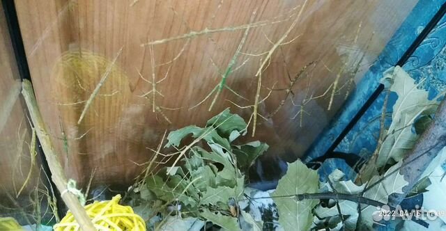 Отдам даром аннамских палочников