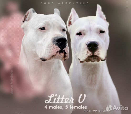 Аргентинский дог