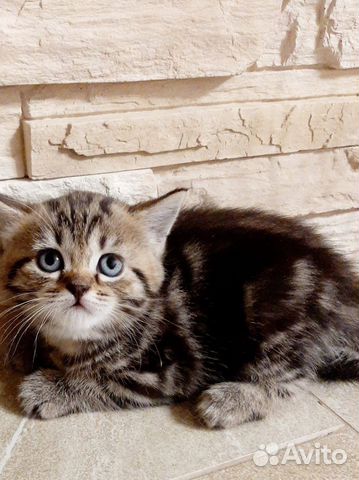 Шотландские вислоухие котята