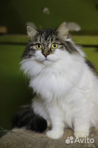 Рыся - шикарная дама