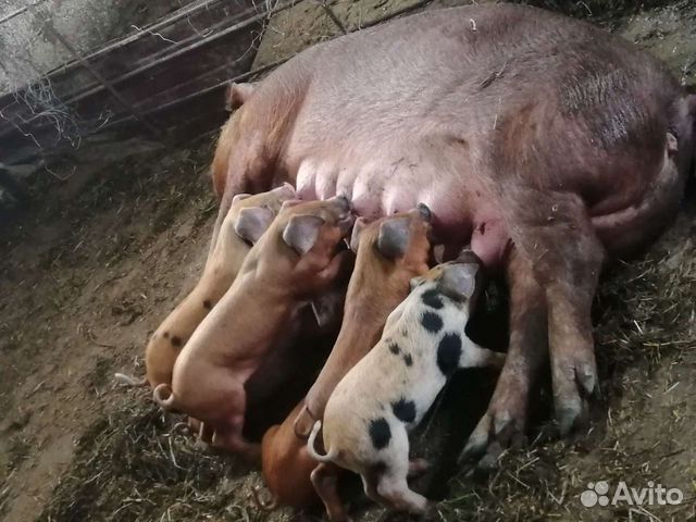 Продаются поросята чистый дюрок
