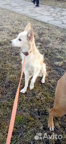 Собачка Коломбина ищет дом