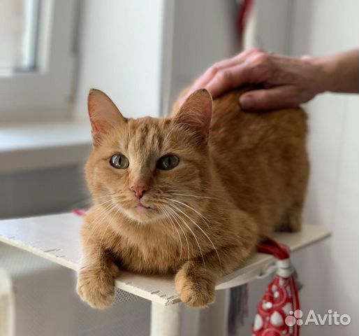 Кошки бесплатно