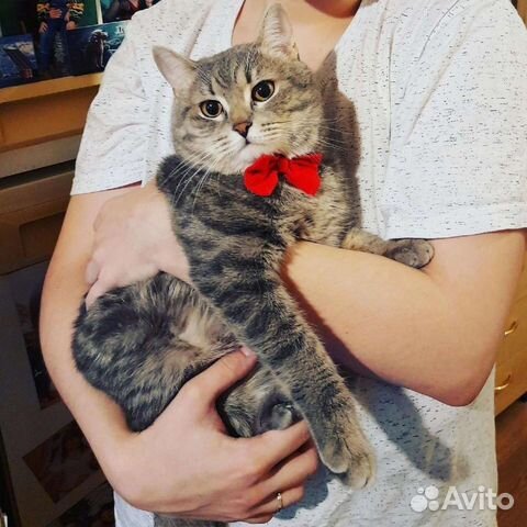 Шотландский кот вязка