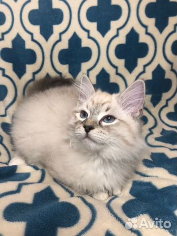 Невская маскарадная