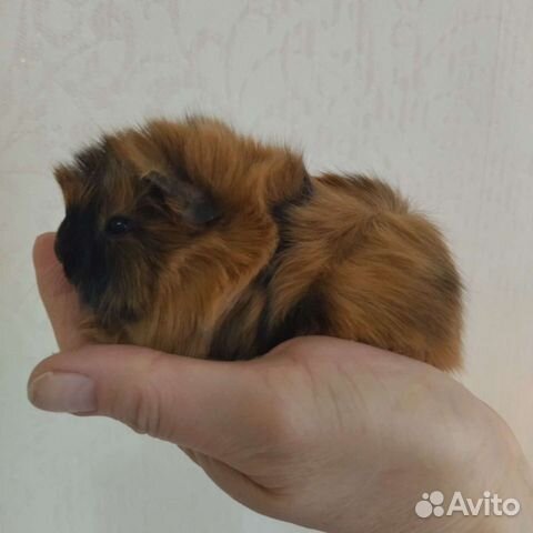 Морская свинка малыш