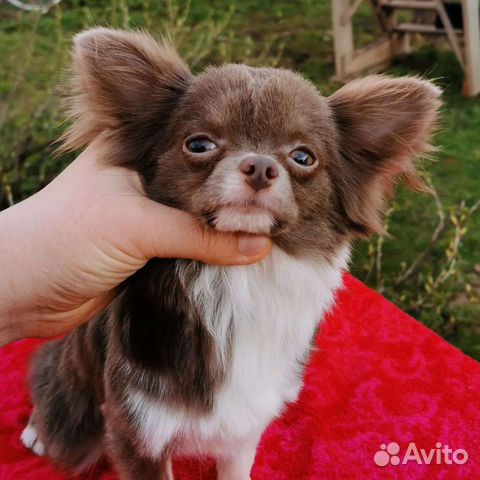 Шикарный лиловый мальчик Чихуахуа