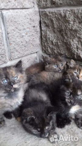 Котята в добрые руки бесплатно