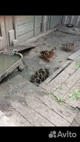 Утята дикой утки