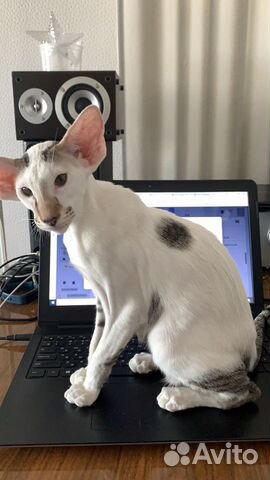 Ориентальный котенок