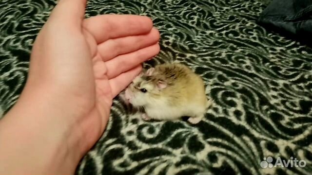 Хомяк роборовского, мальчик, 4 месяца