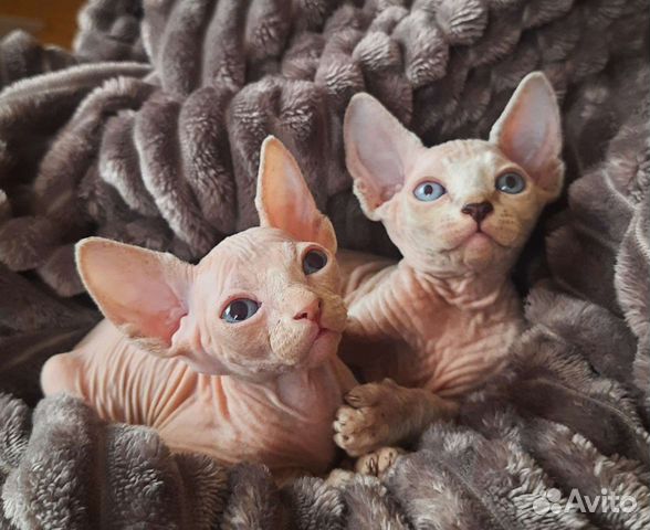 Канадский сфинкс котята