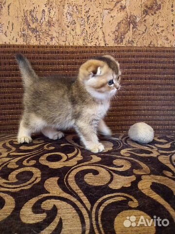 Шотланский вислоухий котенок