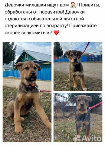 Собака в добрые руки щенок