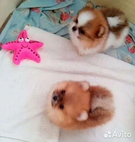 Померанский шпиц девочки и мальчики мини