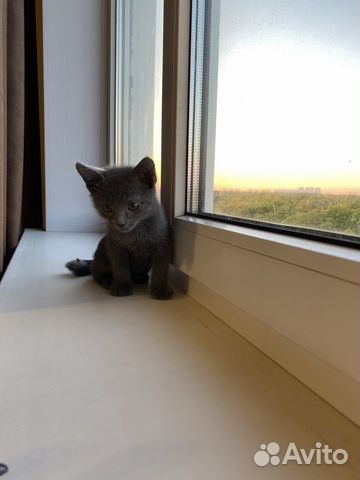 Котёнок