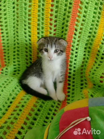 Вислоухие котята бесплатно