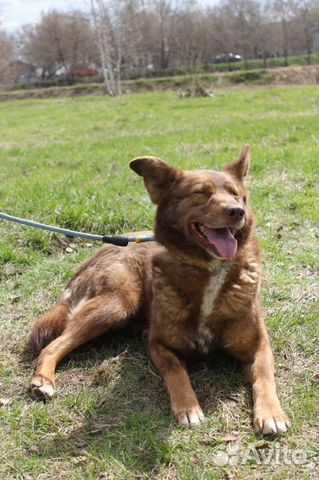 Ласковая шоколадка мечтает о доме