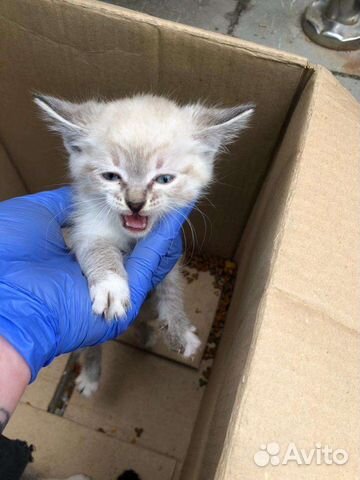 Котенок в дар бесплатно