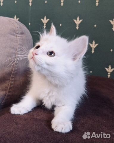Котенок Зефир 2 месяца