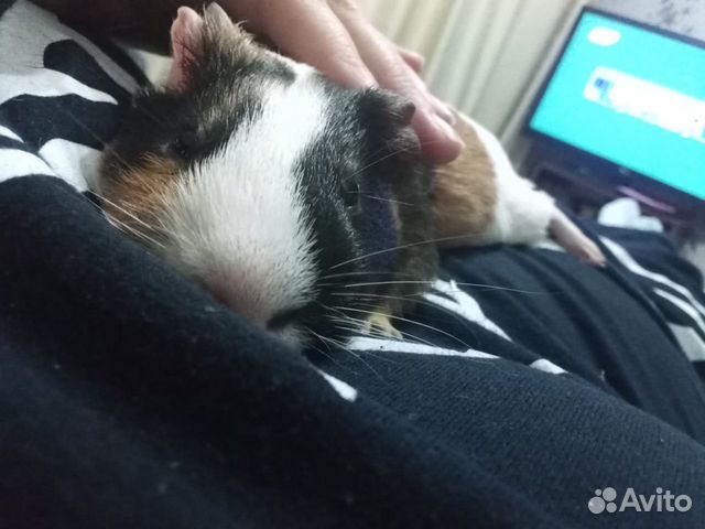 Морская свинка мальчик