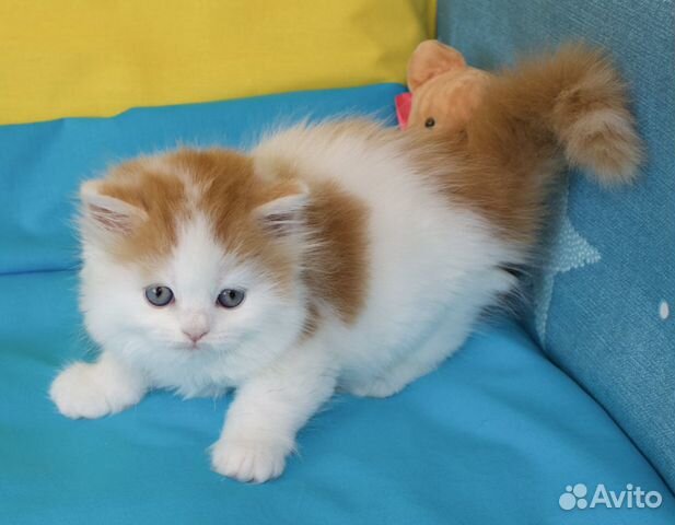 Хайленд страйт котик -симпотяга