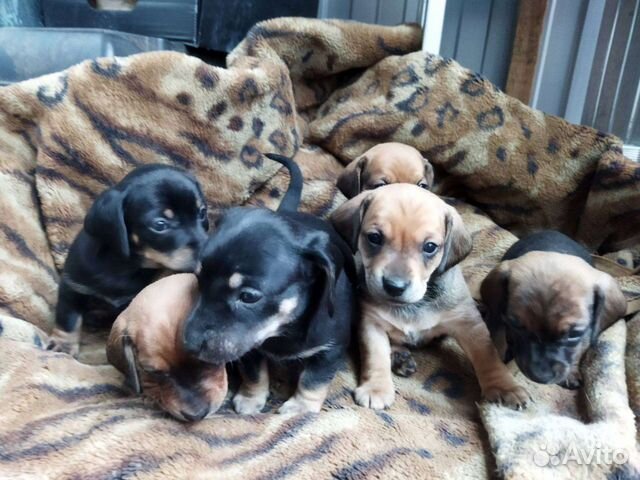 Щенки таксы