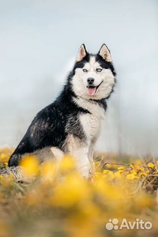 Хаски в добрые руки