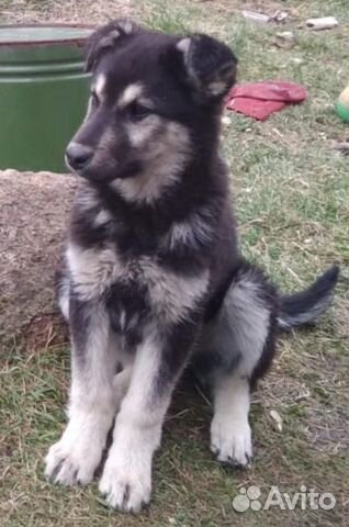 Мальчики- подростки ищут дом