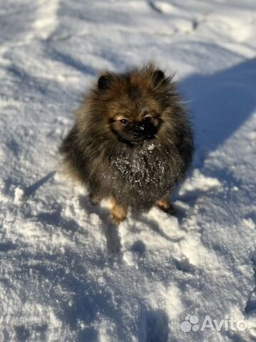 Малый немецкий шпиц вязка