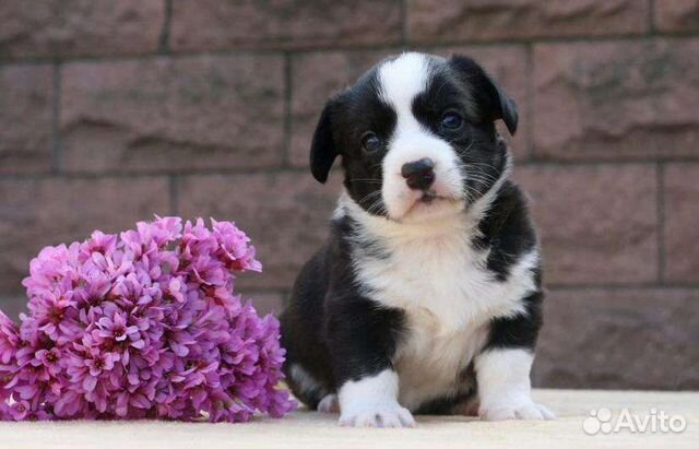 Вельш корги кардиган