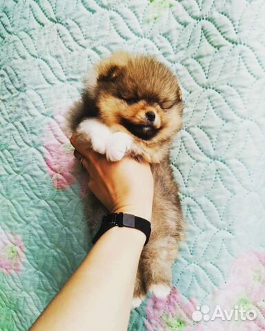 Шпиц Девочка Помераночка