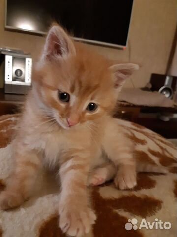 Котик - рыжее счастье
