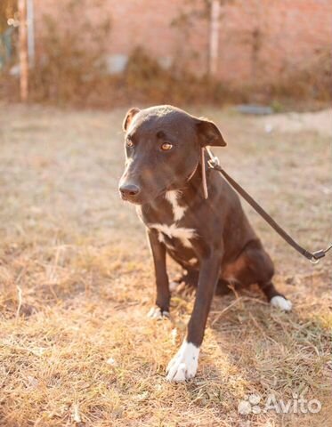 Собака в добрые руки