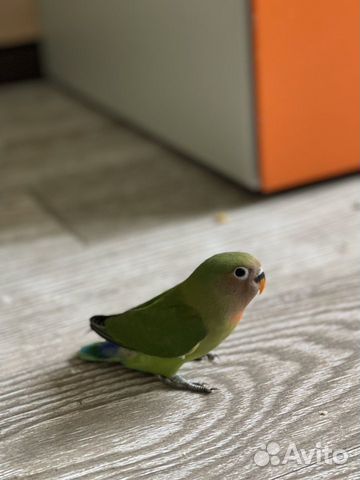 Продам попугаев неразлучников