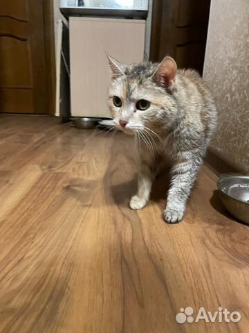 Кошка в добрые руки