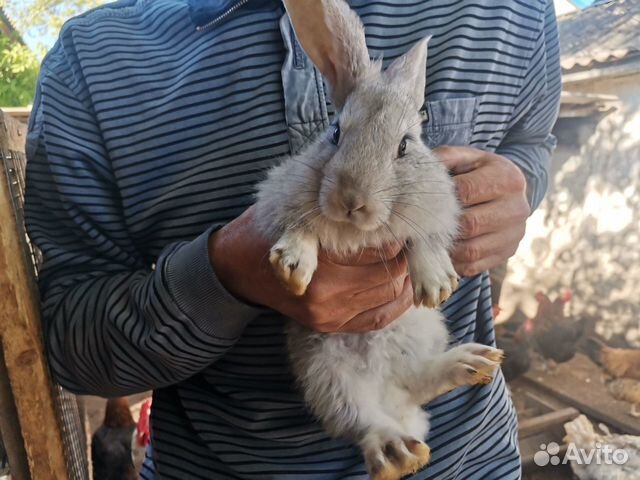 Кролики мясных пород