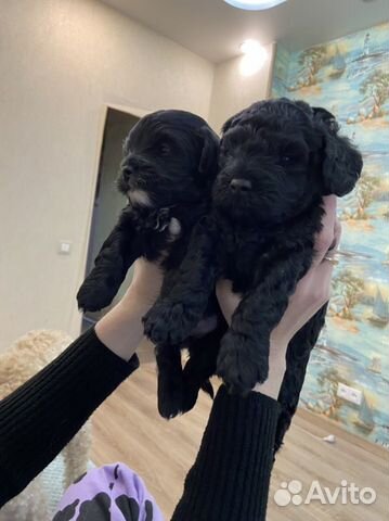 Щенки мальтипу