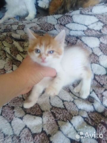 Шкодный котенок ищет дом