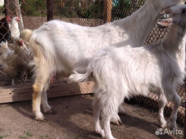 Зааненская дойная коза