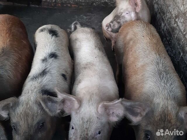 Поросенок ландрас