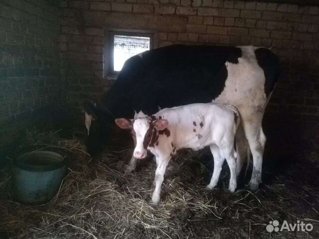 Телята телки