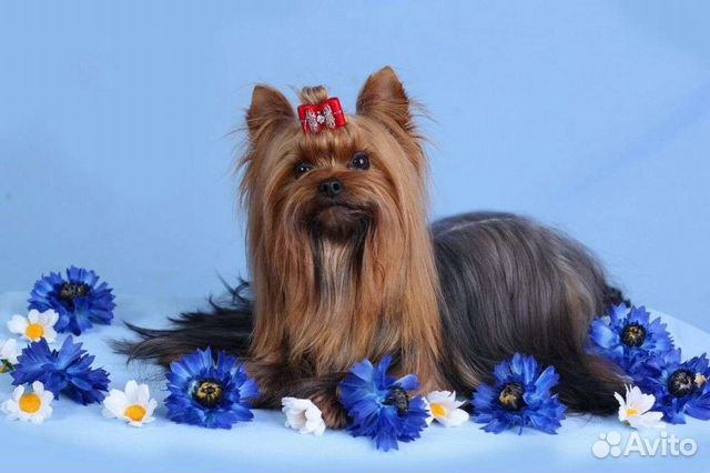 Йоркширский терьер, вязка