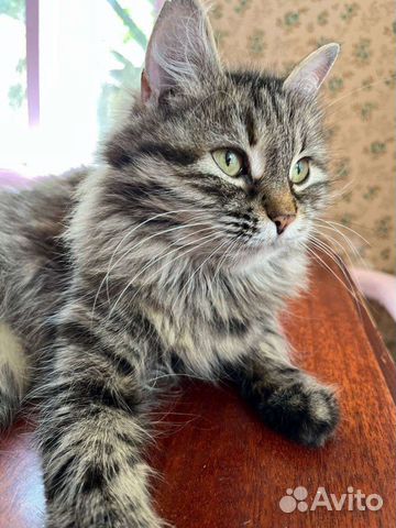 Кошечка в добрые руки