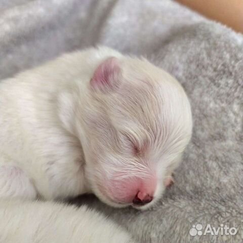 Померанский шпиц мини щенок