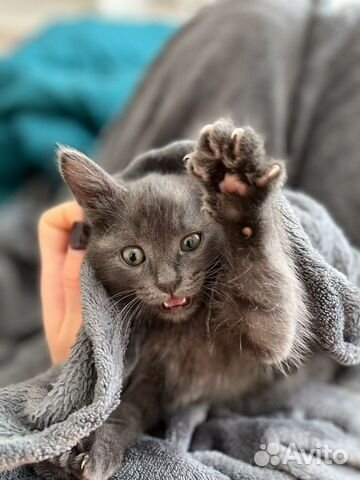Котёнок мальчик серый русской голубой 2 мес