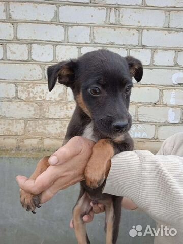Щенок ищет дом, подкинули к подъезду. Мальчик